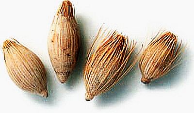 Areca triandra - Palmpedia - Palm Grower's Guide