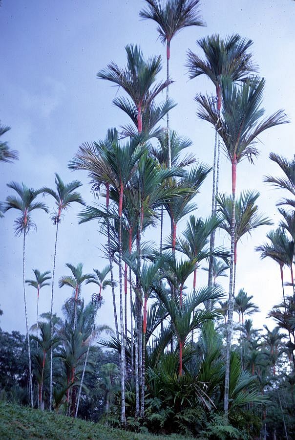 Cyrtostachys renda - Palmpedia - Palm Grower's Guide