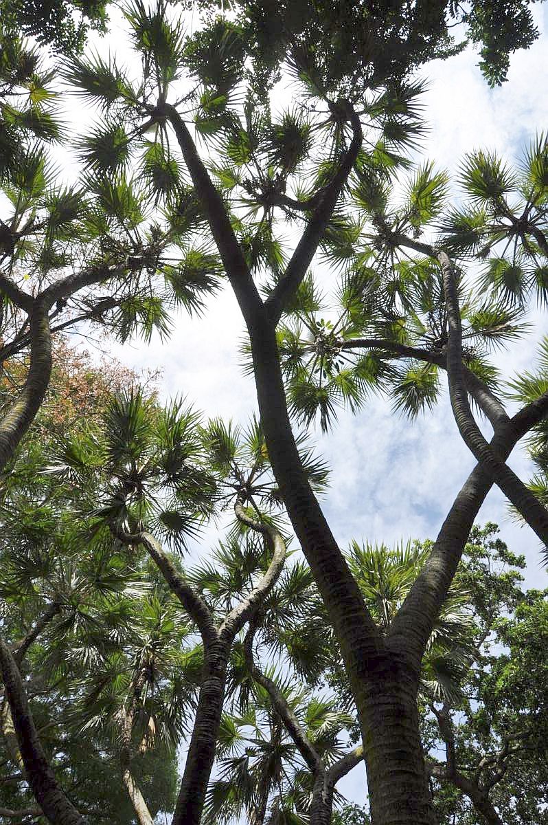 Hyphaene thebaica - Palmpedia - Palm Grower's Guide