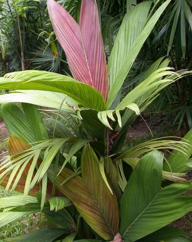 Calyptrocalyx pauciflorus - Palmpedia - Palm Grower's Guide