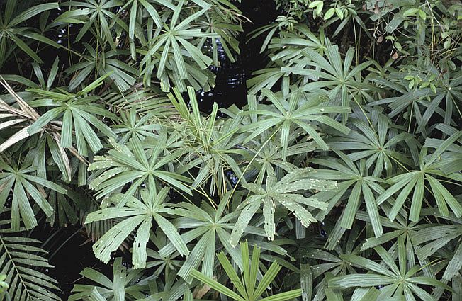 Licuala paludosa - Palmpedia - Palm Grower's Guide