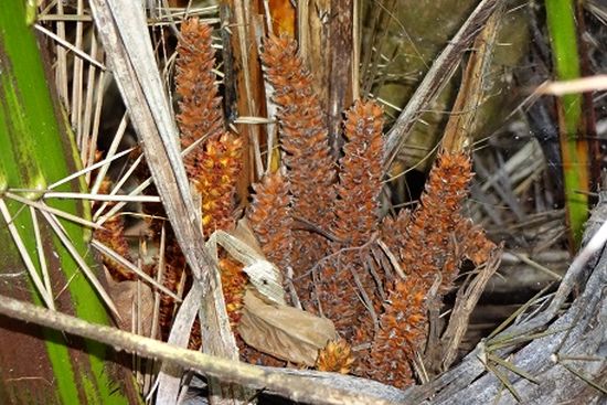 Eleiodoxa conferta - Palmpedia - Palm Grower's Guide