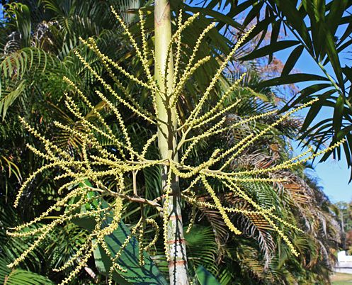 Ptychosperma microcarpum - Palmpedia - Palm Grower's Guide