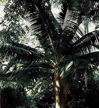 Ravenea moorei - Palmpedia - Palm Grower's Guide