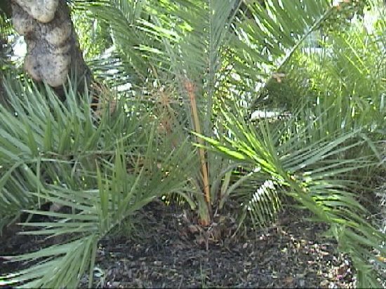 Phoenix acaulis - Palmpedia - Palm Grower's Guide