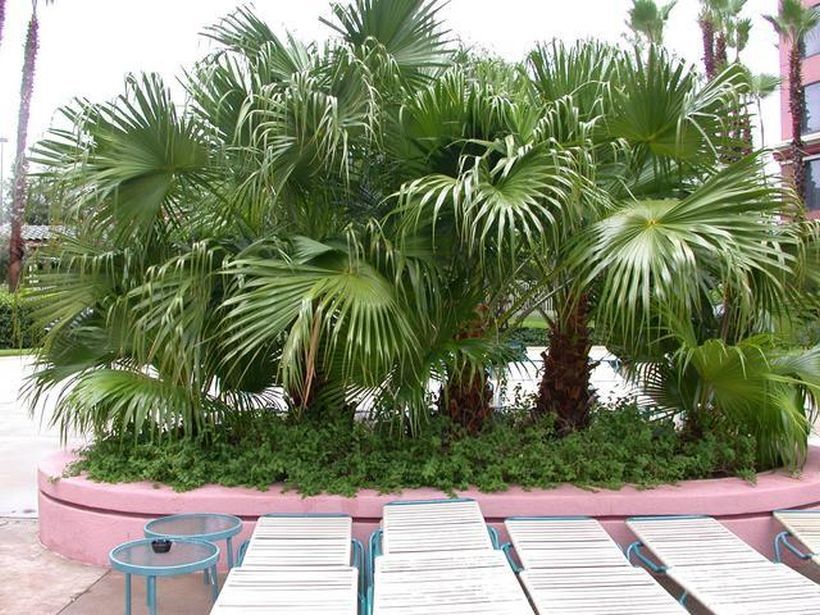 File:Bbb693.jpg - Palmpedia - Palm Grower's Guide