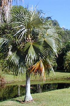 Coccothrinax argentata - Palmpedia - Palm Grower's Guide