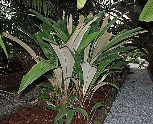 Salacca multiflora - Palmpedia - Palm Grower's Guide