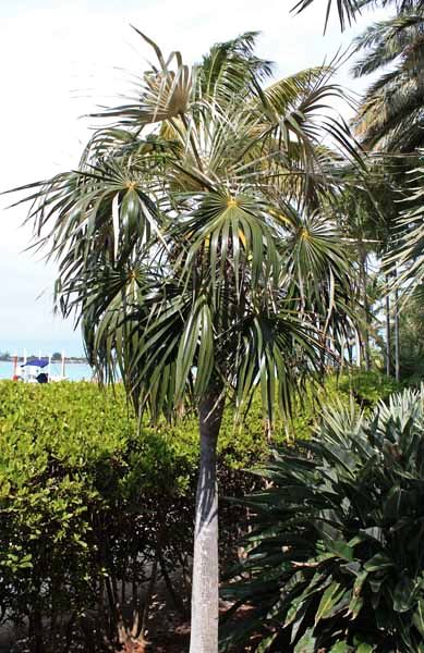 Coccothrinax argentata - Palmpedia - Palm Grower's Guide