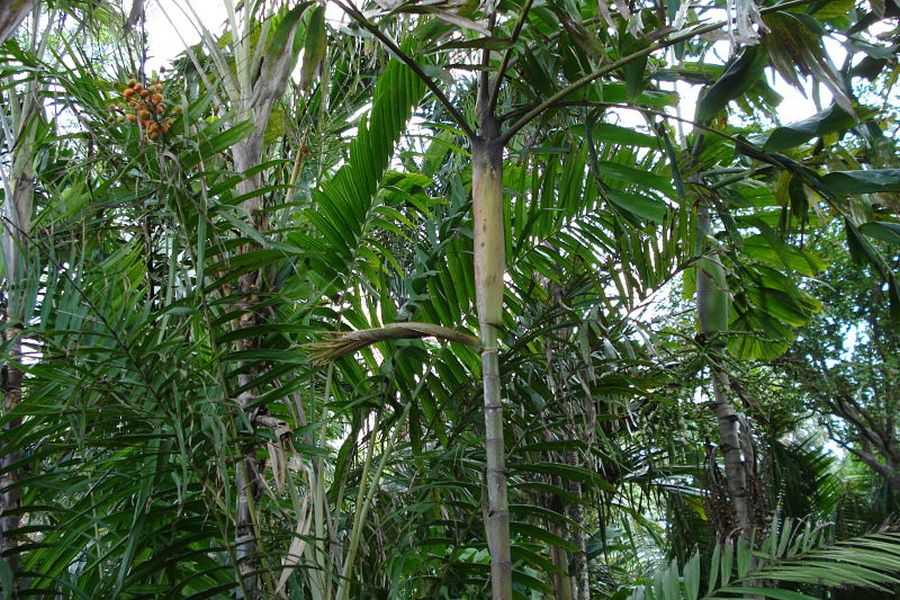 Balaka sp. 'Costa Rica' - Palmpedia - Palm Grower's Guide