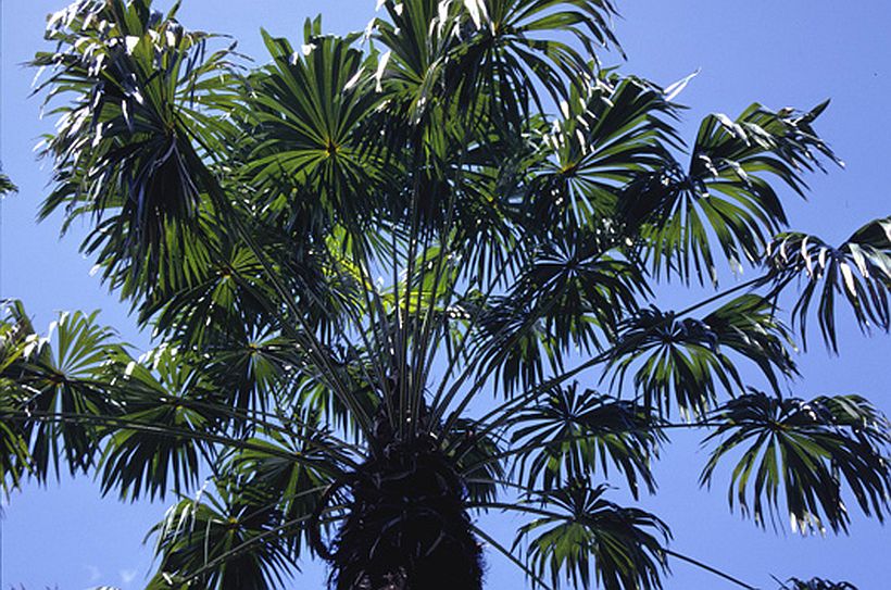 Pholidocarpus macrocarpus - Palmpedia - Palm Grower's Guide