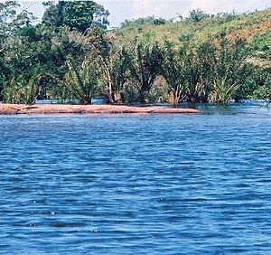 Ravenea musicalis - Palmpedia - Palm Grower's Guide