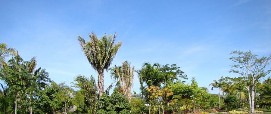 Attalea cohune - Palmpedia - Palm Grower's Guide