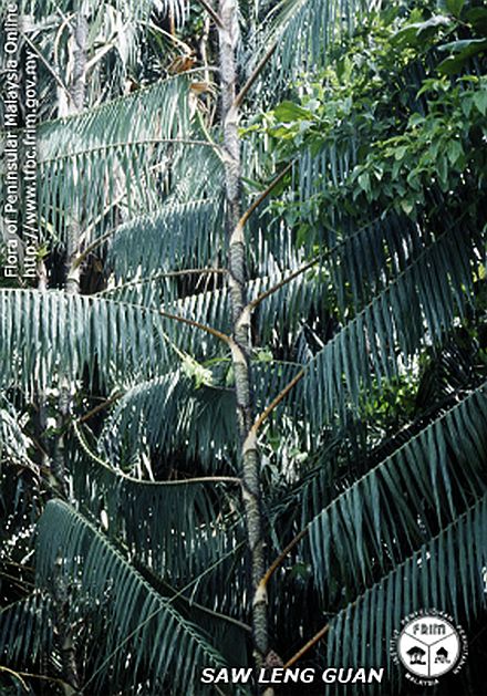 Calamus erinaceus - Palmpedia - Palm Grower's Guide