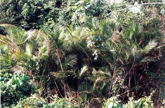 Bactris major - Palmpedia - Palm Grower's Guide