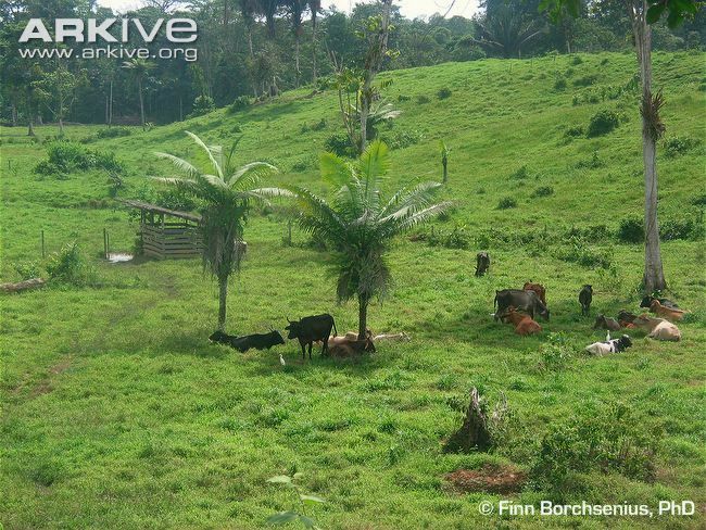 Phytelephas tumacana - Palmpedia - Palm Grower's Guide