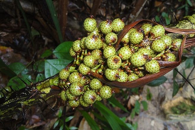 Daemonorops grandis - Palmpedia - Palm Grower's Guide