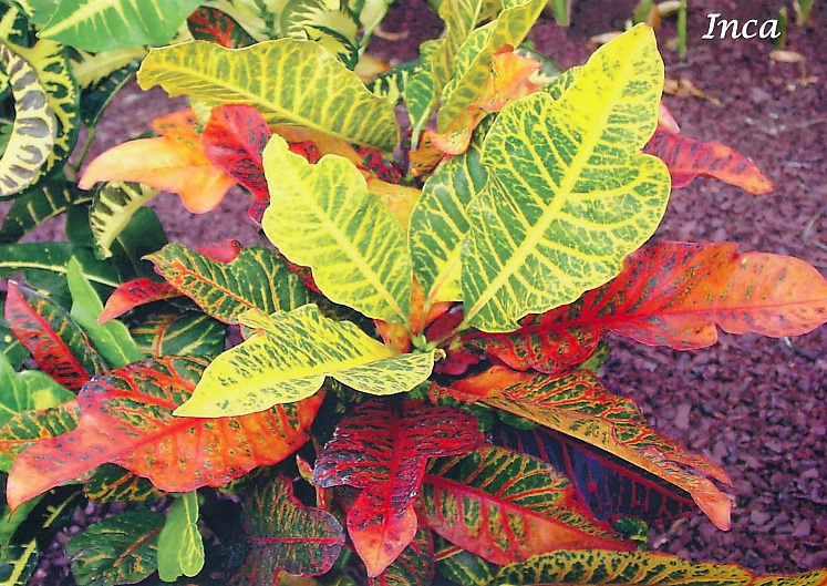 INCA - Palmpedia - Palm Grower's Guide