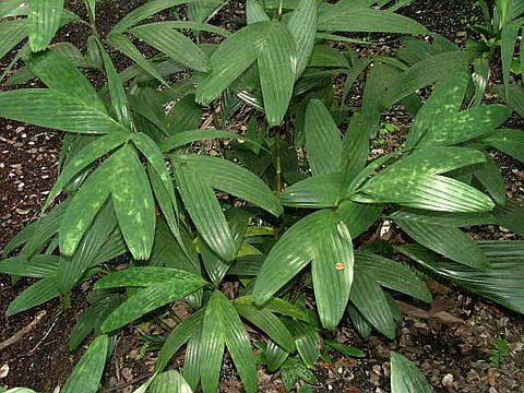 Pinanga disticha - Palmpedia - Palm Grower's Guide