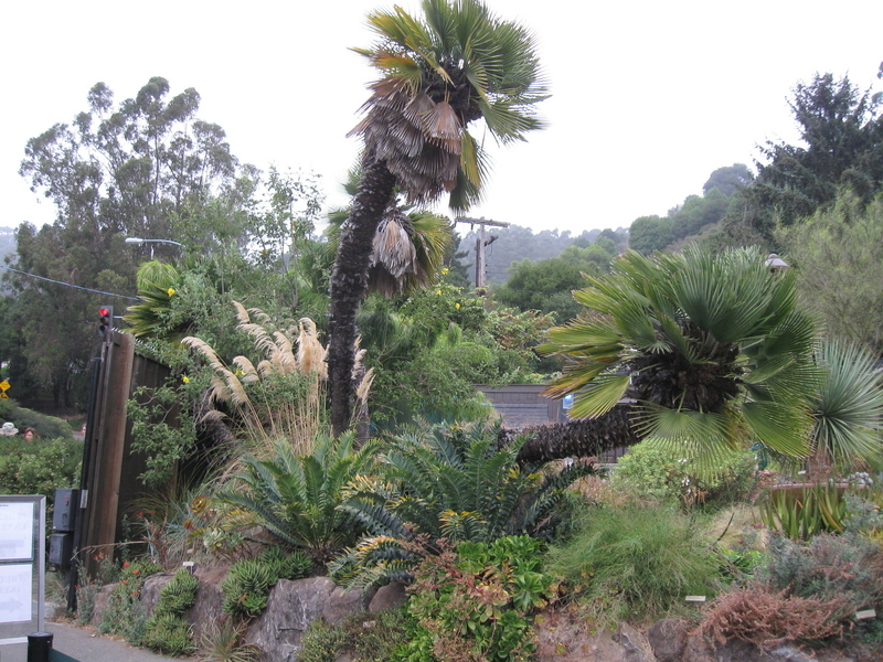 File:A8ef1a.jpg - Palmpedia - Palm Grower's Guide