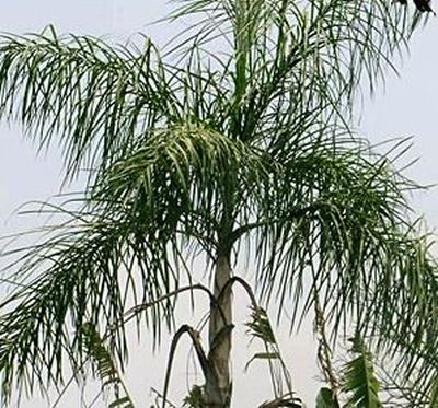 Chamaedorea plumosa - Palmpedia - Palm Grower's Guide
