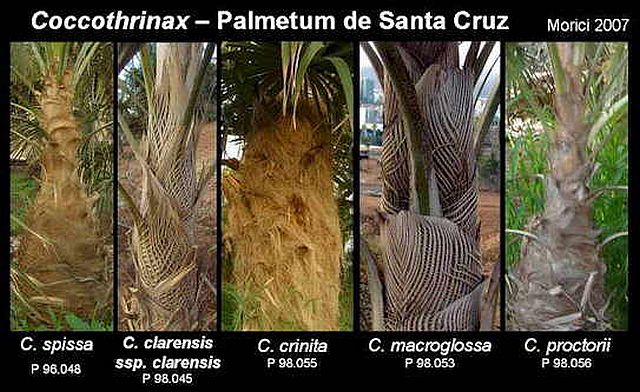 Category:COCCOTHRINAX - Palmpedia - Palm Grower's Guide
