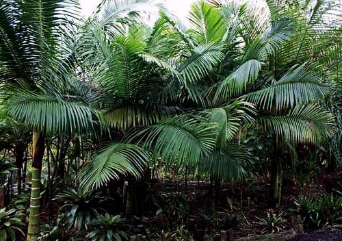 Ravenea moorei - Palmpedia - Palm Grower's Guide