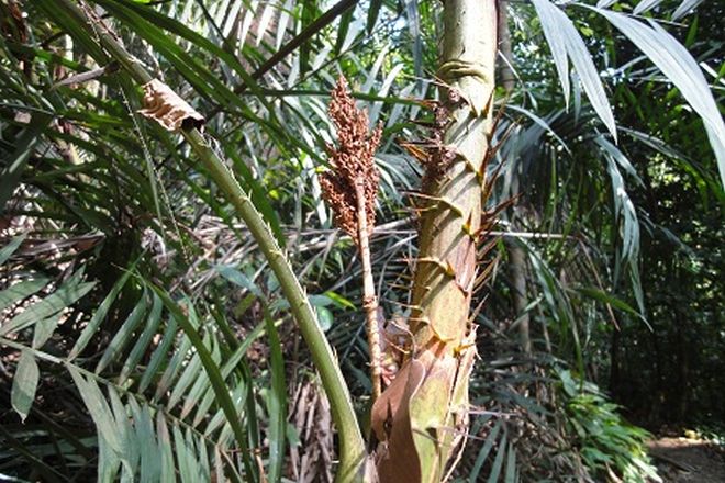 Daemonorops grandis - Palmpedia - Palm Grower's Guide