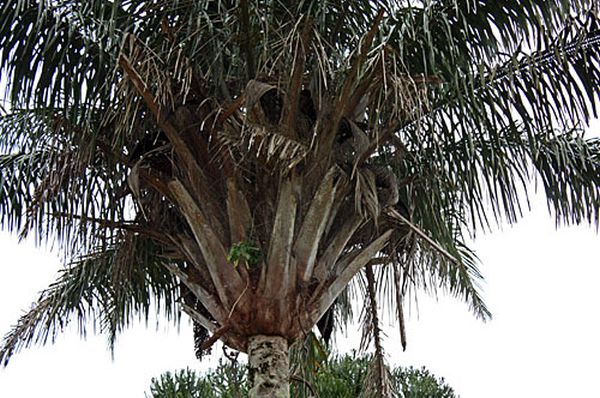 Attalea compta - Palmpedia - Palm Grower's Guide
