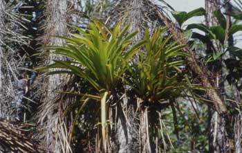 Bactris cubensis - Palmpedia - Palm Grower's Guide
