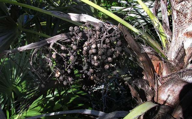 Coccothrinax readii - Palmpedia - Palm Grower's Guide