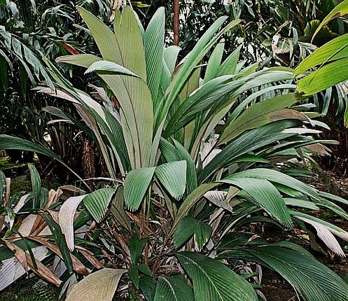 Salacca multiflora - Palmpedia - Palm Grower's Guide