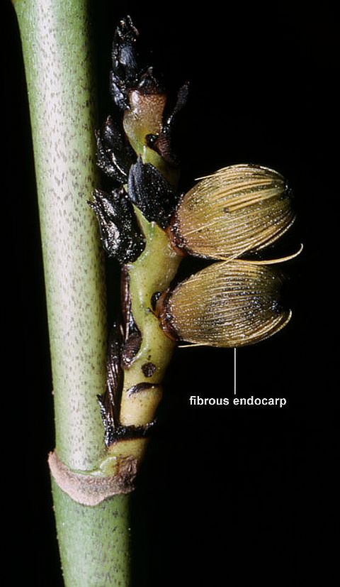 Pinanga rivularis - Palmpedia - Palm Grower's Guide