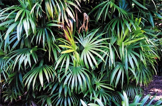 Rhapis humilis - Palmpedia - Palm Grower's Guide