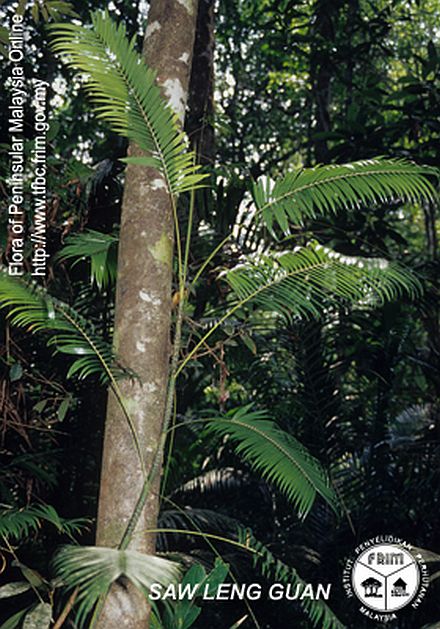 Calamus exilis - Palmpedia - Palm Grower's Guide