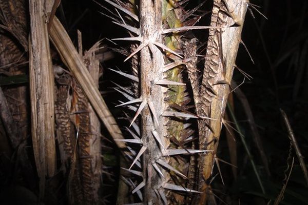 Daemonorops longipes - Palmpedia - Palm Grower's Guide