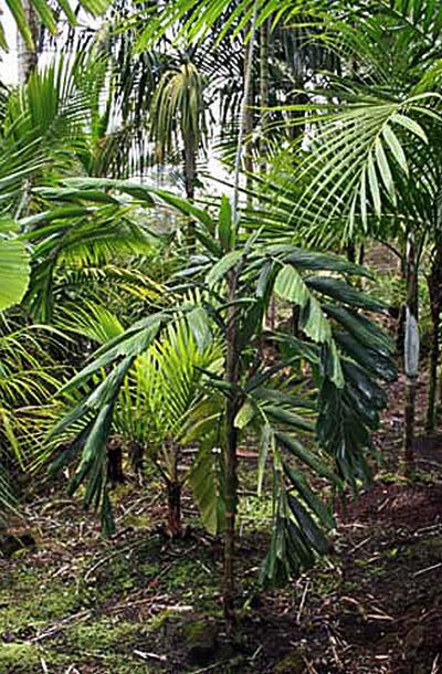 Balaka microcarpa - Palmpedia - Palm Grower's Guide