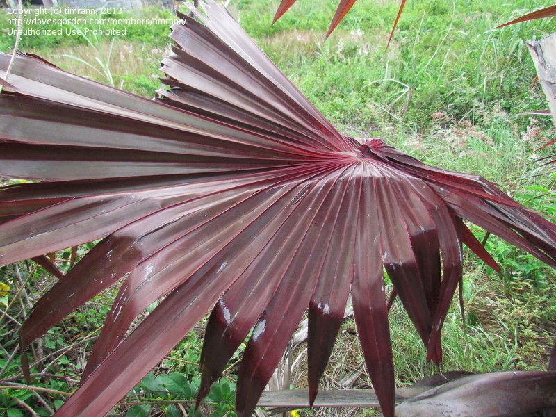 File:C3e5e2.jpg - Palmpedia - Palm Grower's Guide