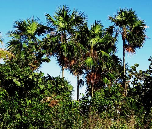 Thrinax radiata - Palmpedia - Palm Grower's Guide