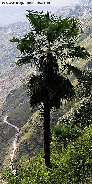Trachycarpus takil - Palmpedia - Palm Grower's Guide