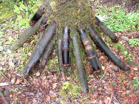 Iriartea deltoidea - Palmpedia - Palm Grower's Guide