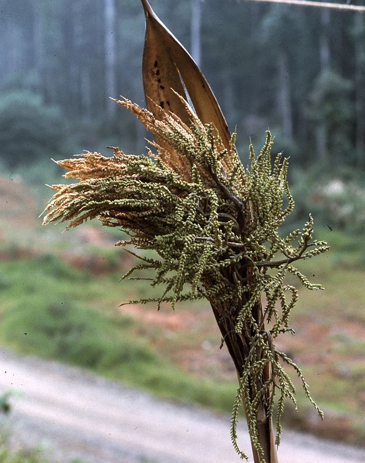 Orania oreophila - Palmpedia - Palm Grower's Guide