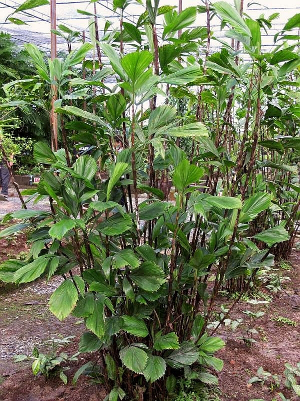 Reinhardtia elegans - Palmpedia - Palm Grower's Guide