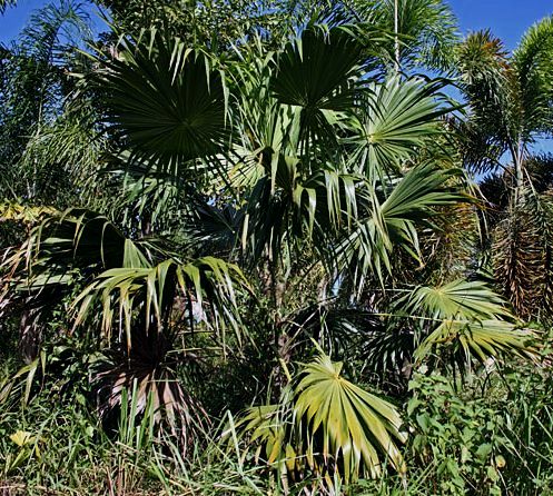 Thrinax excelsa - Palmpedia - Palm Grower's Guide