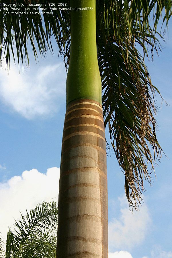 File:B76ac4.jpg - Palmpedia - Palm Grower's Guide