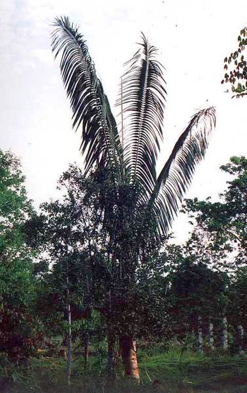 My next Palm Trial - DISCUSSING PALM TREES WORLDWIDE - PalmTalk