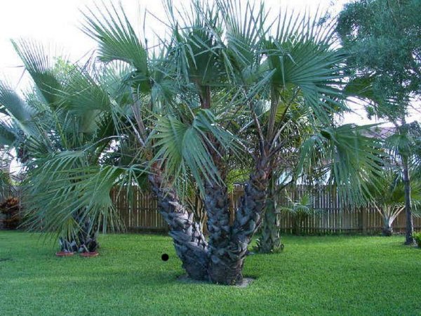 Hyphaene dichotoma - Palmpedia - Palm Grower's Guide