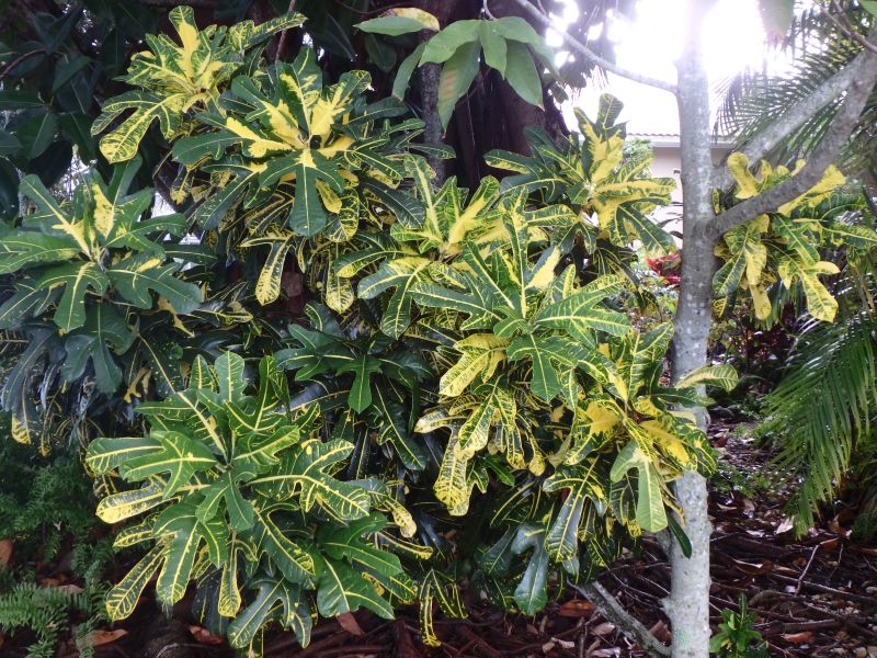 YELLOW BIRD - Palmpedia - Palm Grower's Guide