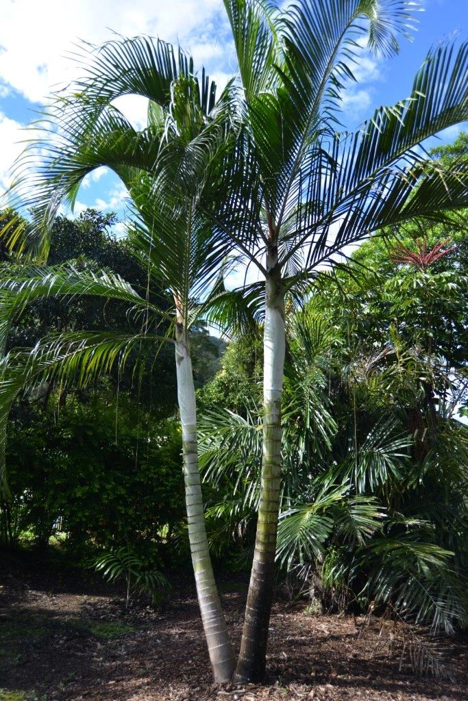 Dypsis sp. 'bef' - Palmpedia - Palm Grower's Guide