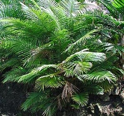 Bactris major - Palmpedia - Palm Grower's Guide